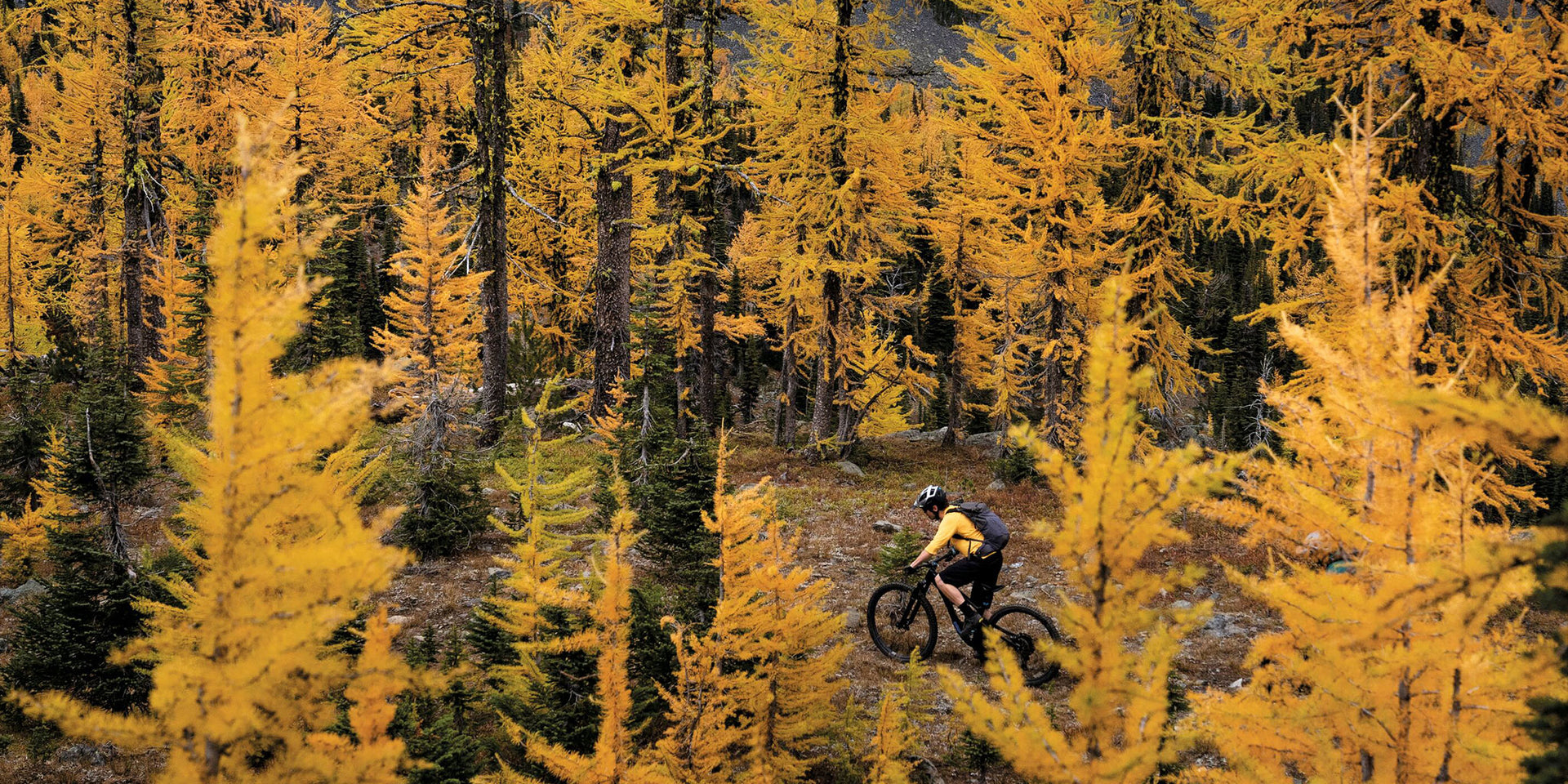 Join Our Team – First Stop Board Barn